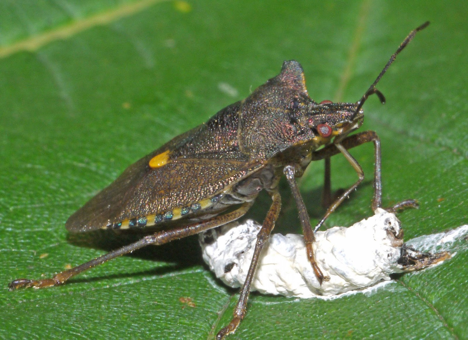 Cabinet Of Curiosities Shield Bug