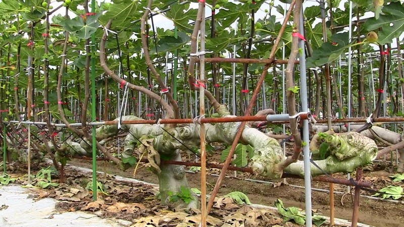 Figs Photo Collection Around the World: Japan Fig Farm part 3