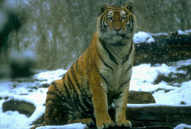 World Animals (10 Picture are include...) - UNIC GALLERY: All Photos ...