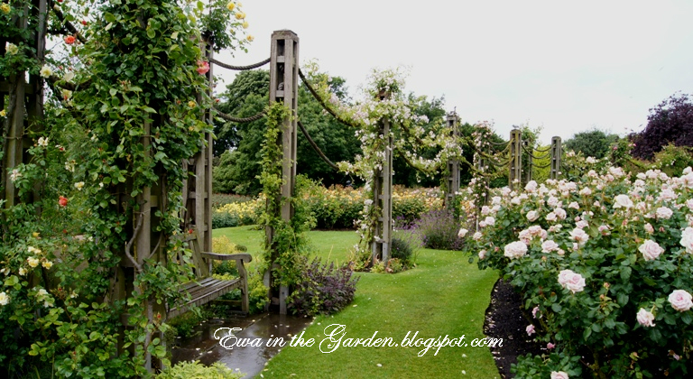 Ewa in the Garden: 15 photos of the Top Rose Garden in London