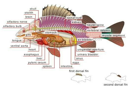 Penjelasan [LENGKAP] Klasifikasi dan Morfologi Ikan Nila JejakSemut