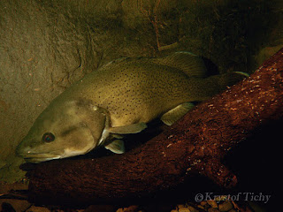 AQUATICHYK: TROUT COD / Maccullochella macquariensis