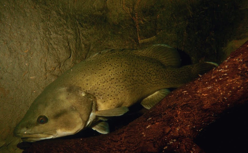 AQUATICHYK: TROUT COD / Maccullochella macquariensis