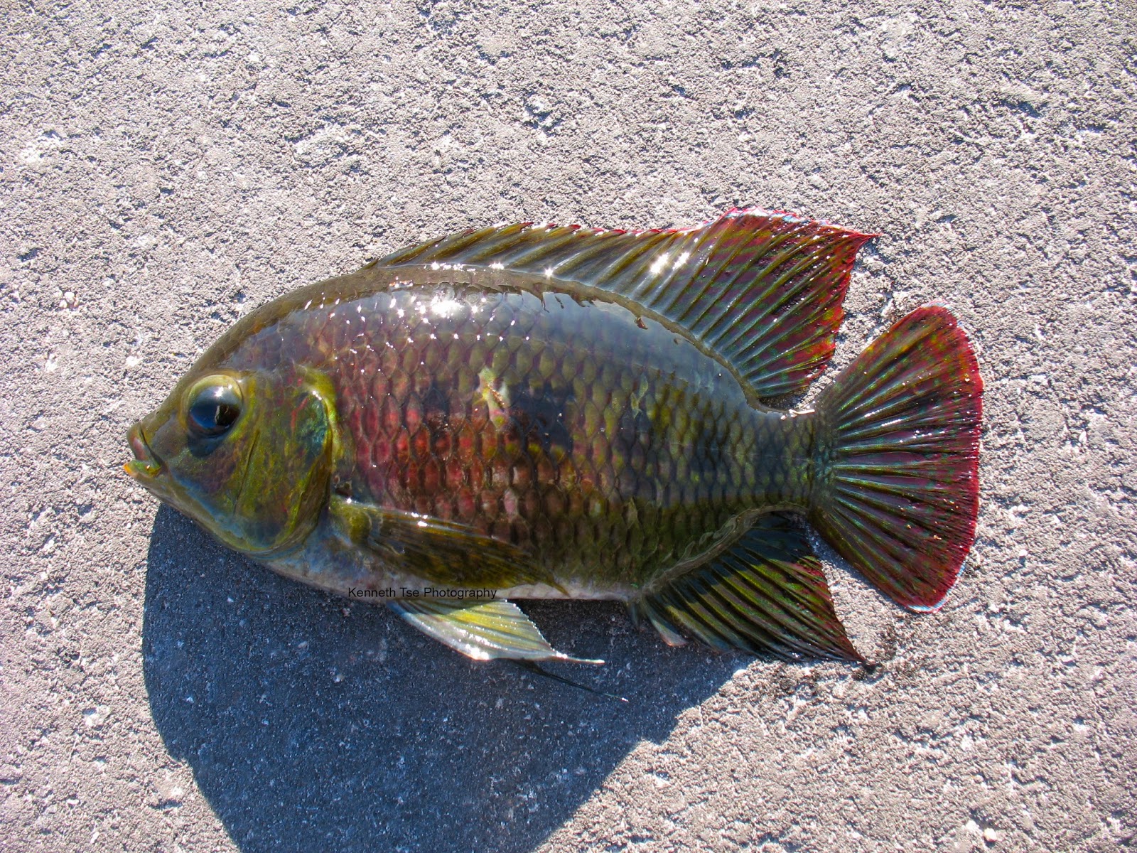 MuskieBait Adventures: Florida Road Trip 2013 (Day 7)