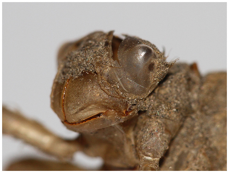 Kent Dragonflies: Scarce Chaser (Libellula fulva) Exuviae