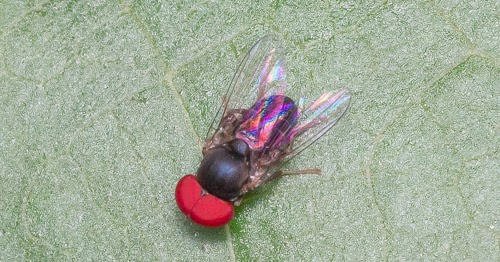 Real Monstrosities: This is the problem with Christmas...