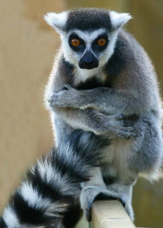 Funny Animals: Funny Lemur