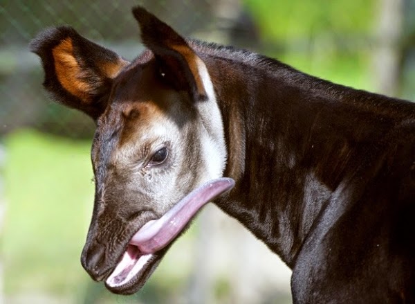Natureza Extraordinária: Animal de hoje: Ocapi