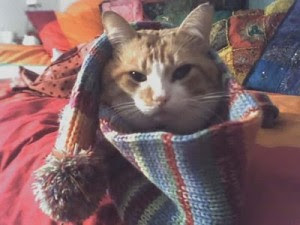 ¿QUÉ DEBE HACER CUANDO EL GATO TIENE FRIO?-TODO SOBRE SALUD Y ...