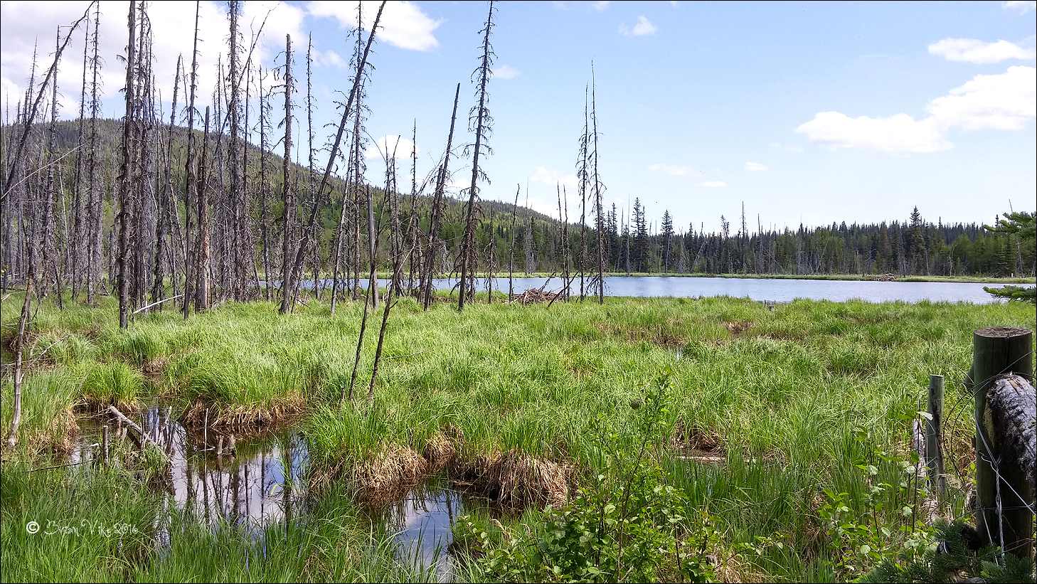 Northern Interior British Columbia: Dead Trees In Swampy Lake Houston ...