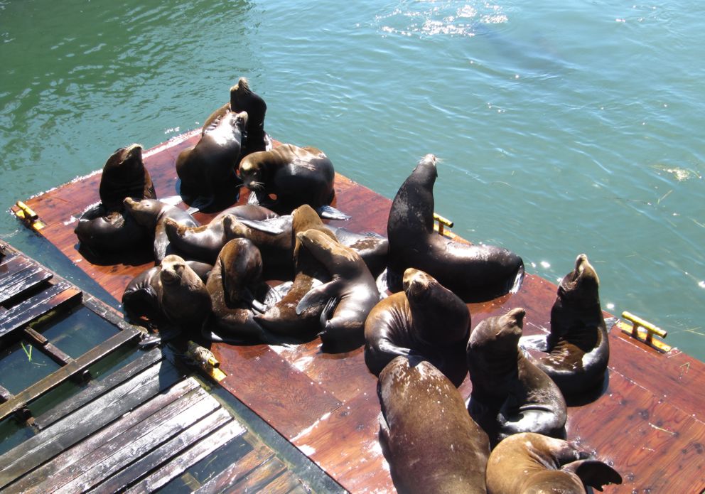 Charismatic Microfauna: Newport, Oregon: Rocky Intertidal