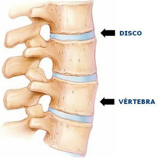 Educação Física - Para Todos: Biomecânica dos discos intervertebrais