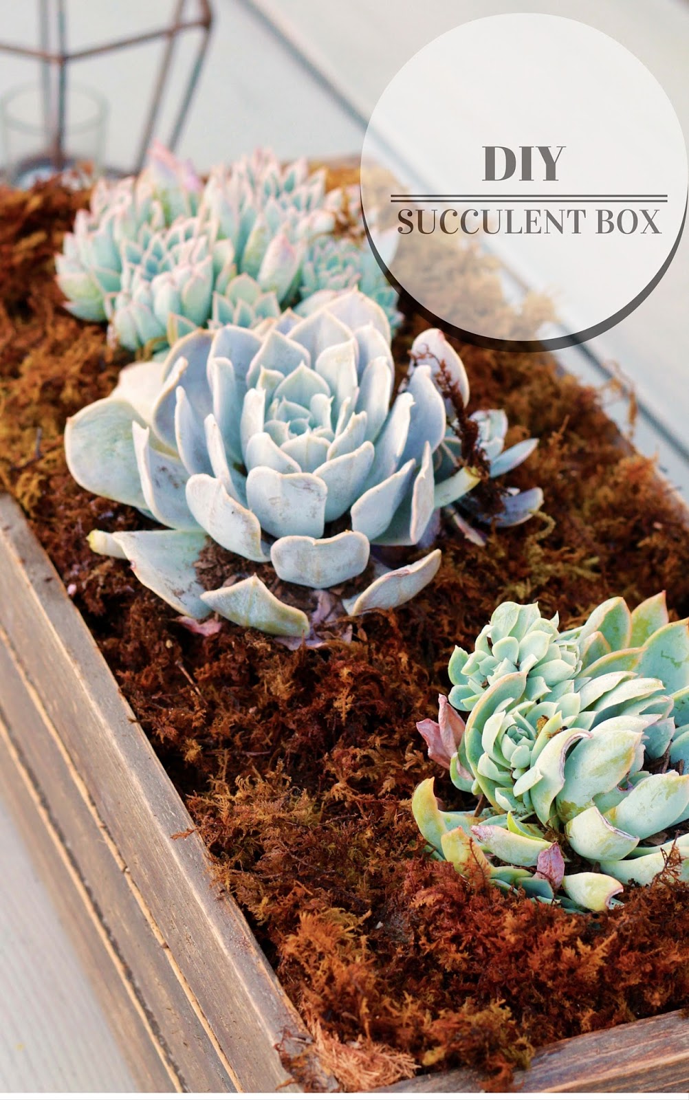 DIY Succulent Box