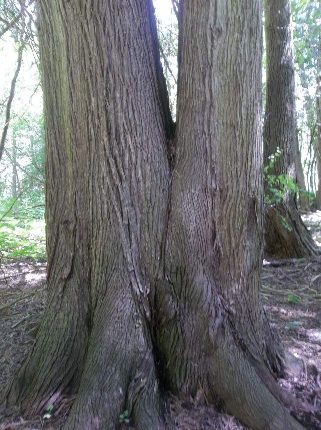 Future Plants by Randy Stewart: Thuja - Arborvitaes