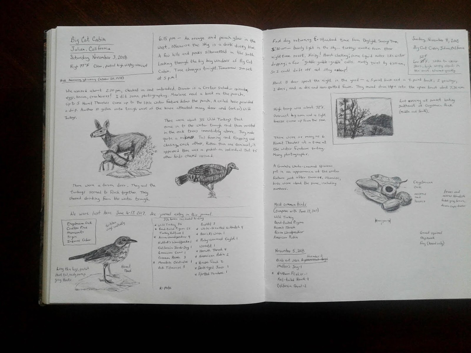 Nature Journaling with ballpoint pen - Greg in San Diego