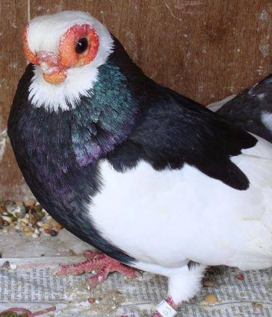 Buda Grizzle Budapest Short Face Tumbler | BD PIGEONS