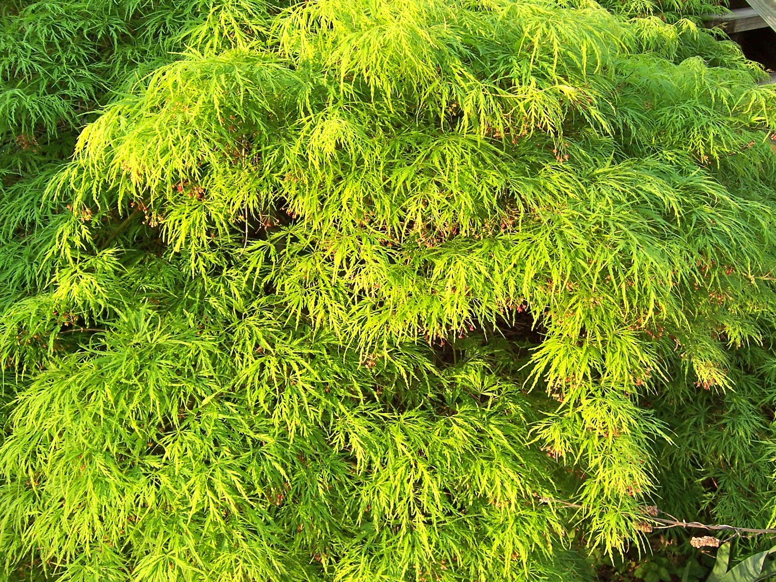 Samplings from Spring Creek: The First Blooms of Spring