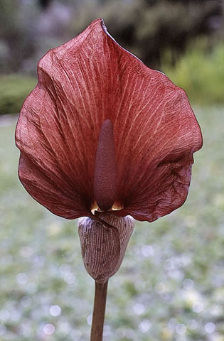 Hamparan Seni: Bunga Bangkai Amorphophallus