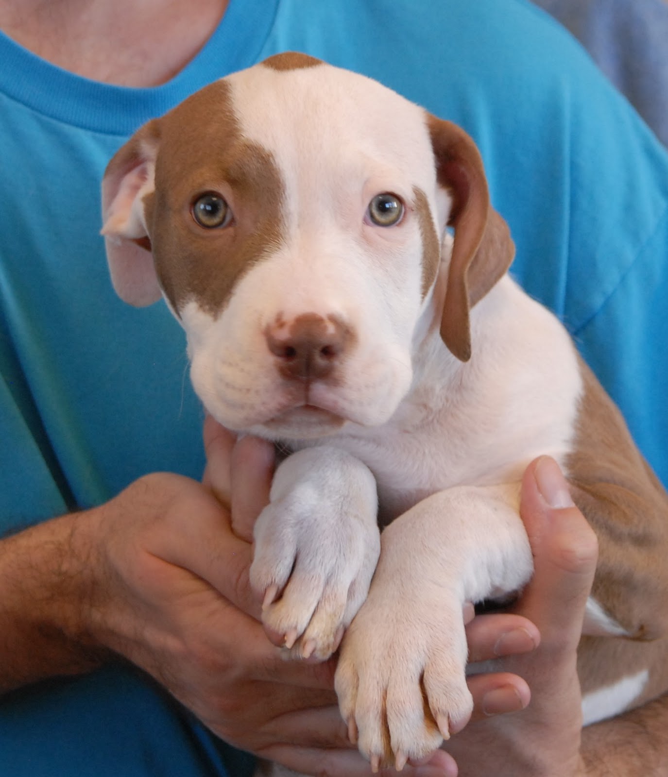 6 breathtakingly cute Bully & Retriever mix puppies debuting for adoption!