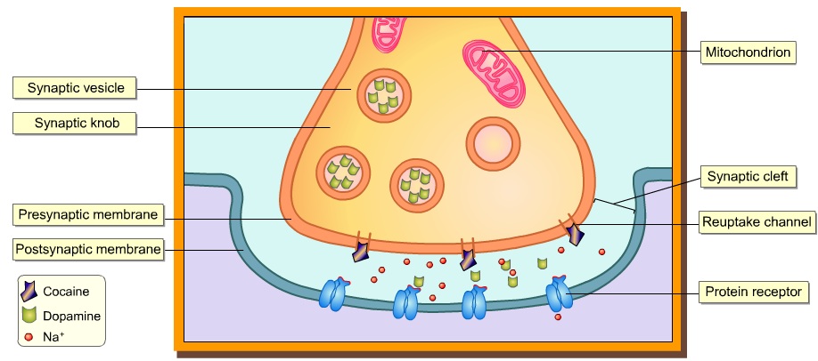 BIOLOGY FORM 6: SYNAPSE