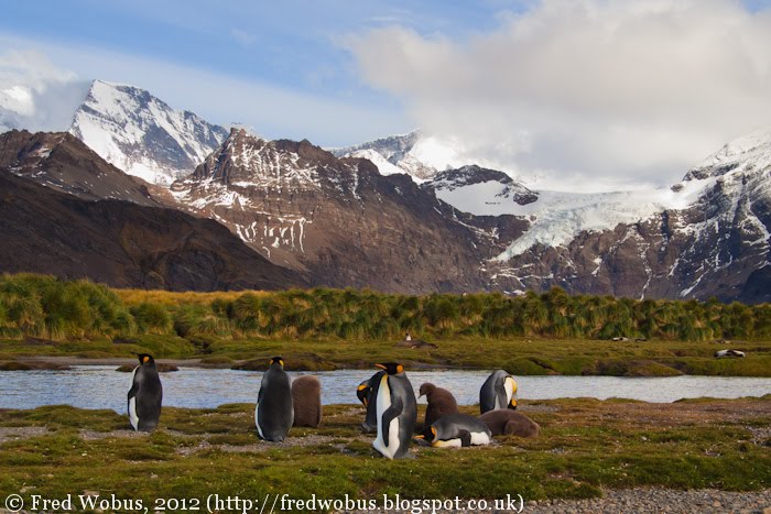 62 degrees south - Antarctica 2012: Day 25 Penguin River