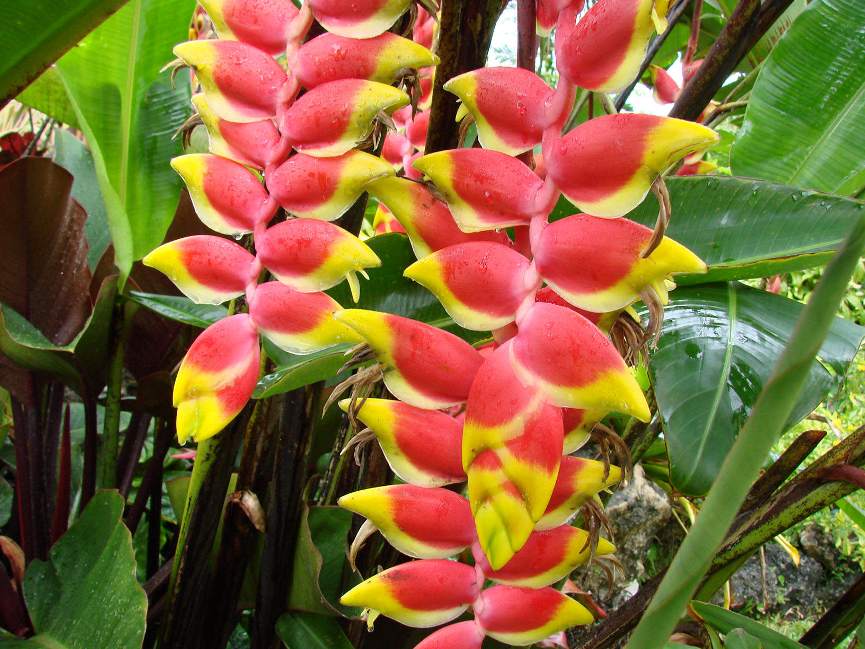 Heliconia Flower Color Plant