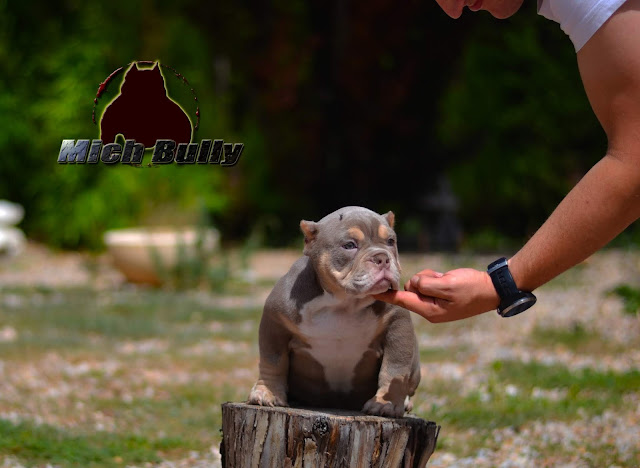 Cria y Seleccion del American Bully: Hembras