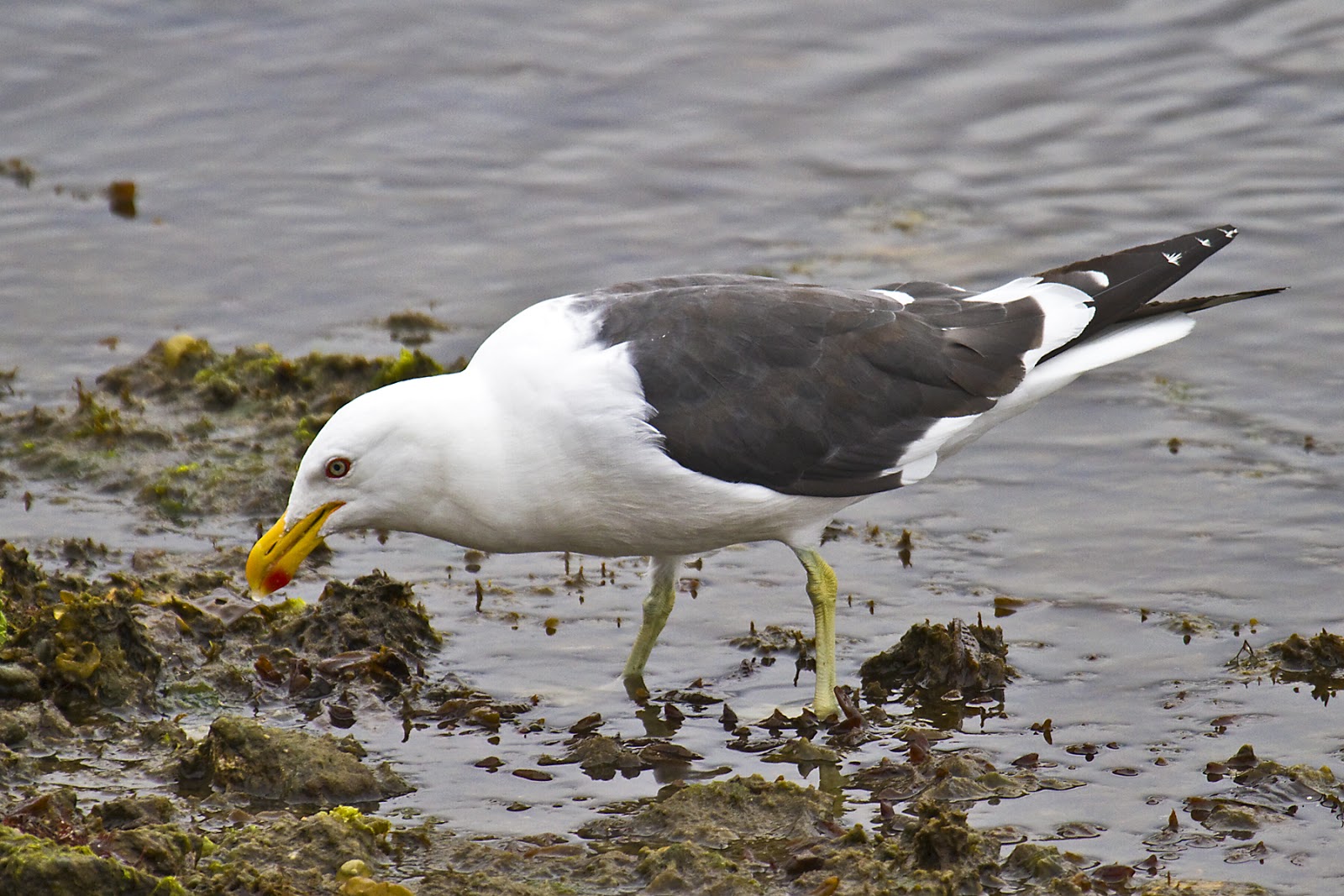 Antarctica & South America: A day in the Falklands, Kelp Gull