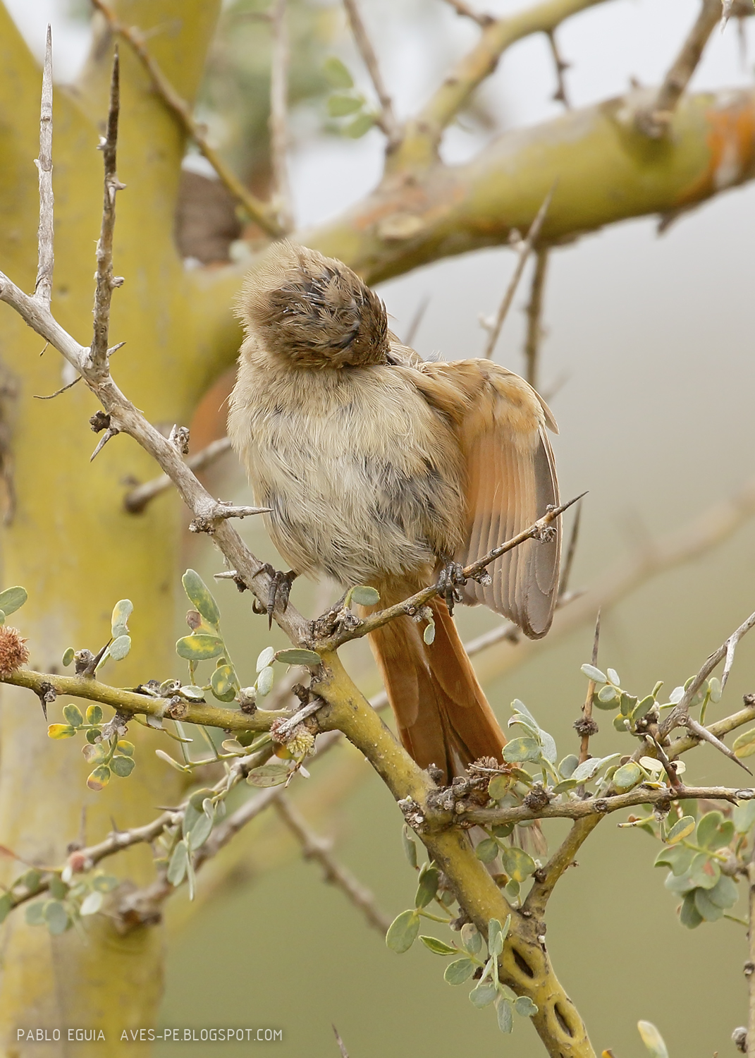 mis fotos de aves: Asthenes pyrrholeuca Canastero Coludo Sharp-billed ...