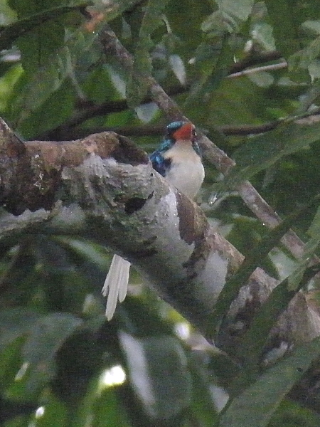 birding never sleeps: WEST PAPUA Biak & Numfor (5-8 August 2013)