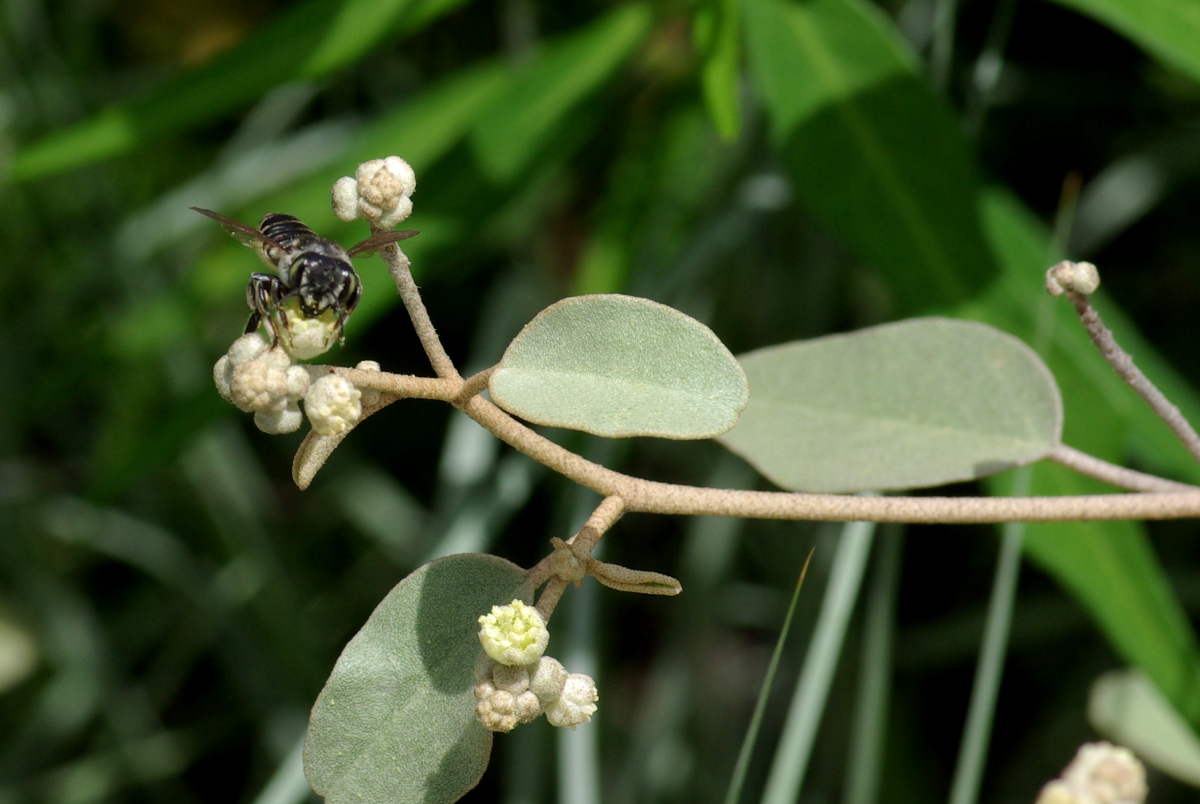 Rufino Osorio: Croton punctatus — Gulf Croton