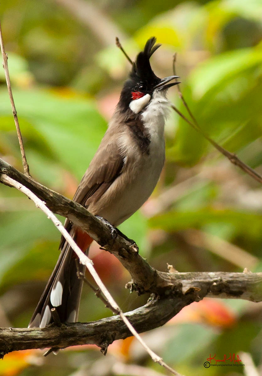 SOUTH EAST ASIA BIRDS - Malaysia birds paradise: Red-whiskered Bulbul ...