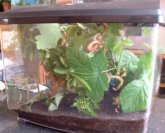 Trabajar en el zoo: Cuidados del insecto palo espinoso gigante