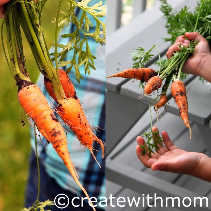 Create With Mom: Carrots from our garden and sweet carrot dessert