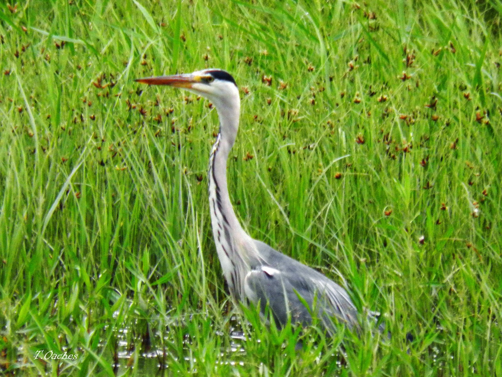 PASARI DIN ROMANIA: STARCUL CENUSIU, Ardea cinerea