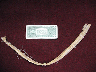 Sensible Survival: How to Sew with Real Sinew