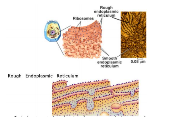 Komponen Sel Eukariotik dan Fungsinya (Nukleus dan Sistem Endomembran ...