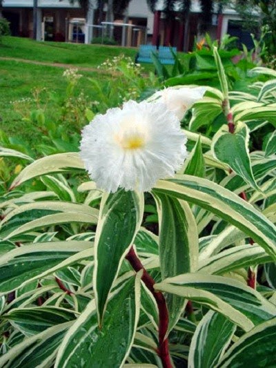 PlantWerkz: Crepe Ginger - Variegated Cheilocostus Speciosus
