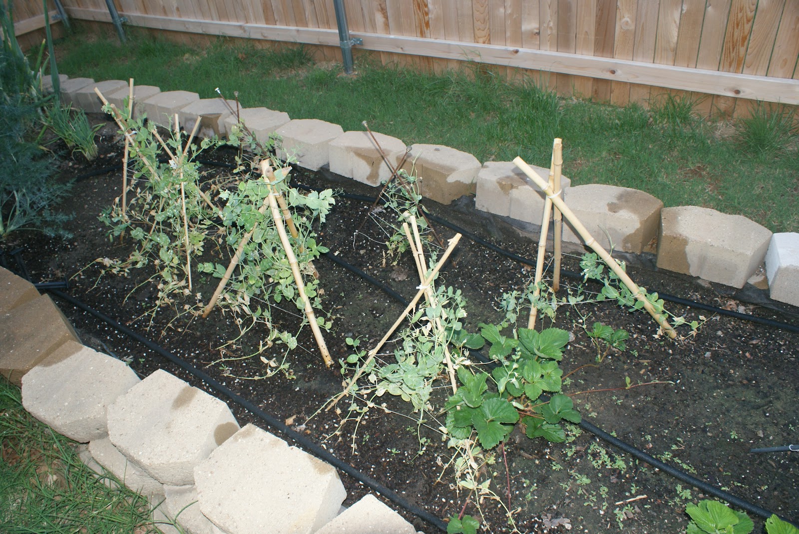 Kate's Kreative Blog: Garden Tripods