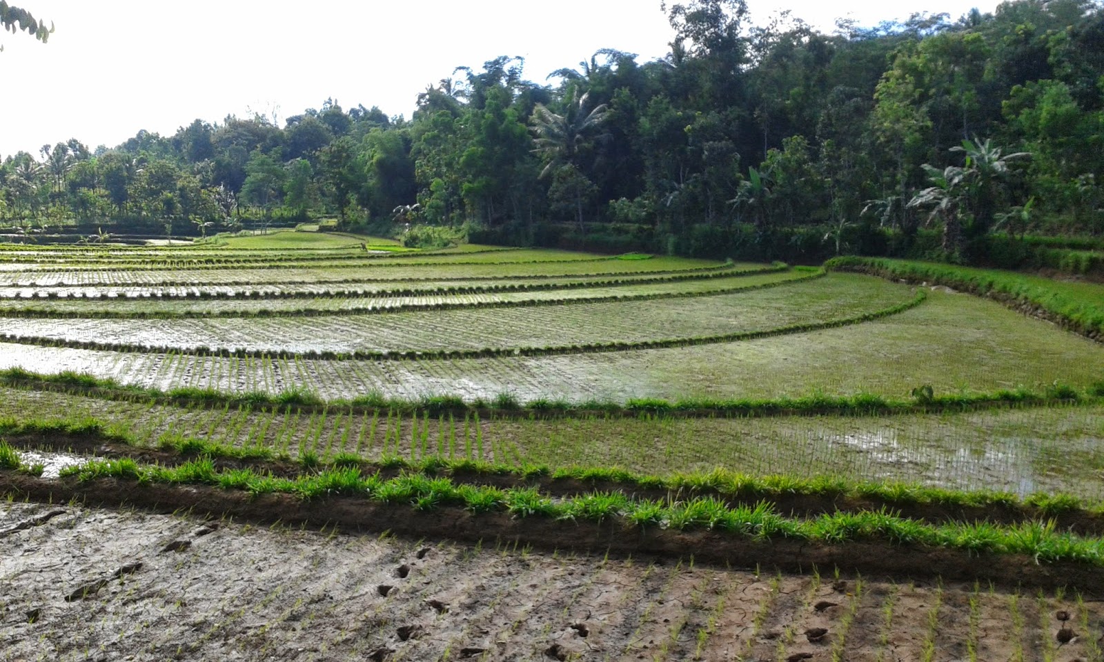 WISATA ALAM DUSUN KUTUGAN: PERSAWAHAN DESA WISATA
