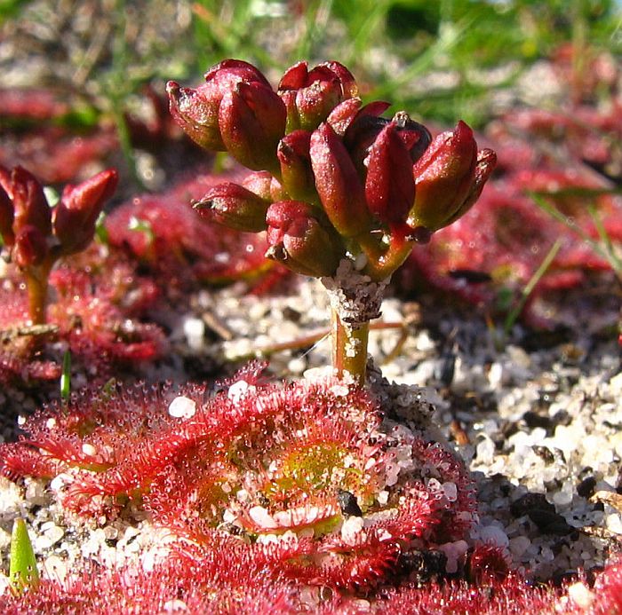 Esperance Wildflowers: Drosera zonaria - Painted Sundew