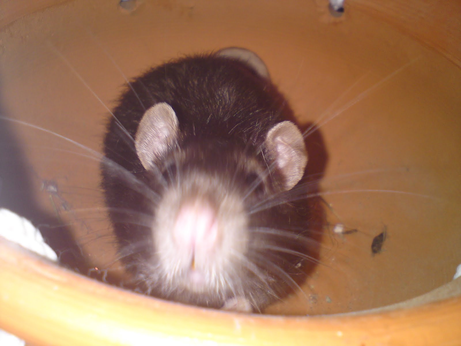 Raterie Thé-Rat-Pie: Rat mâle irish noir (oreilles normales)