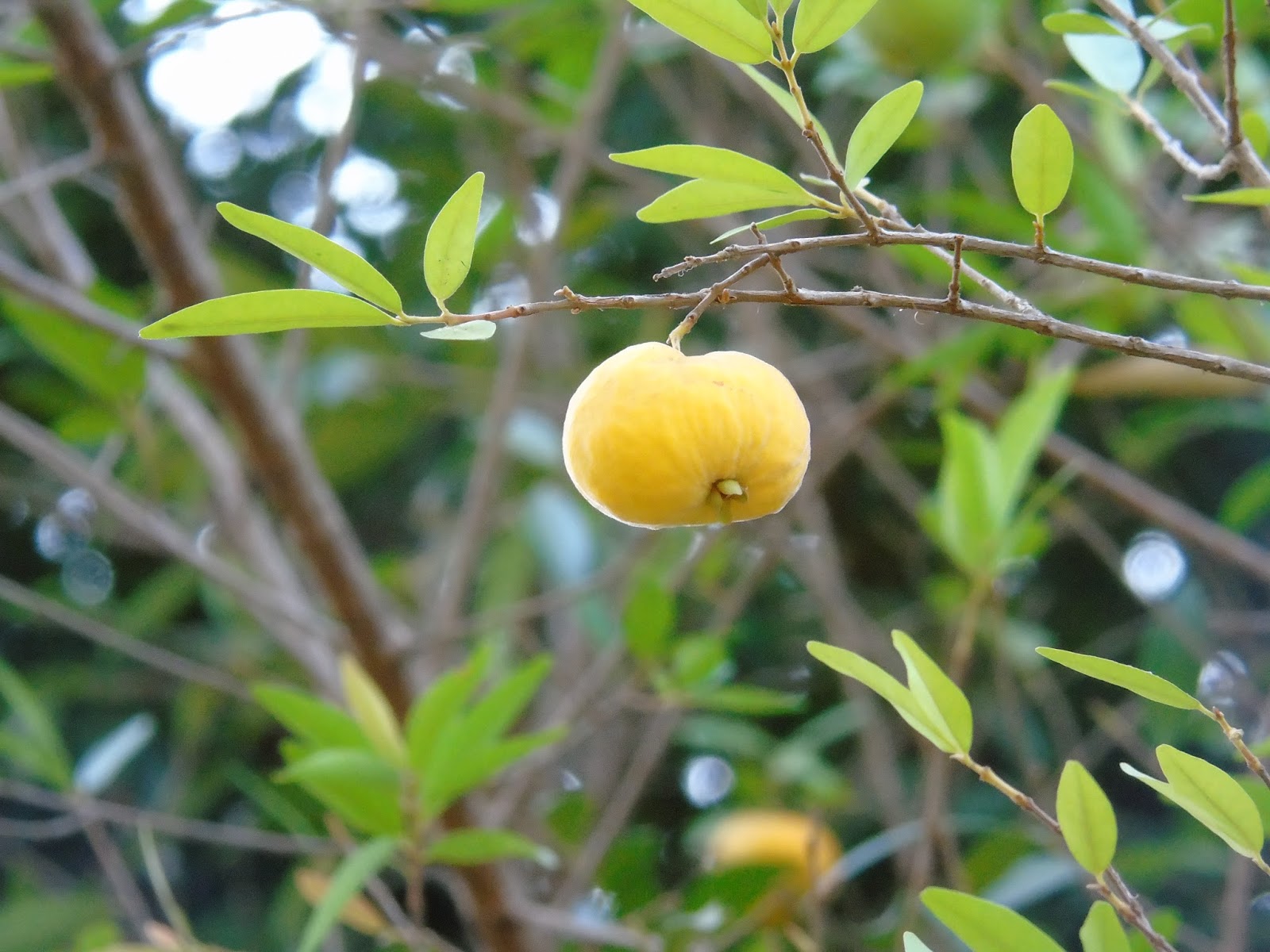 Uvaia (Eugenia pyriformis Cambess.) | A planta da vez