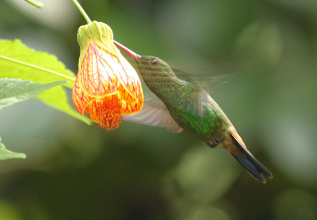 Nuestro bello mundo...: Las mil y un formas de un mismo colibri