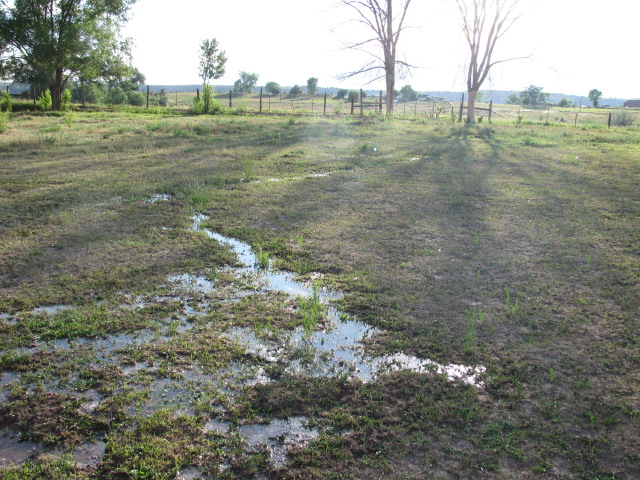 The Thinking Horse Trainer: Flood Irrigation or Watering Your pasture ...
