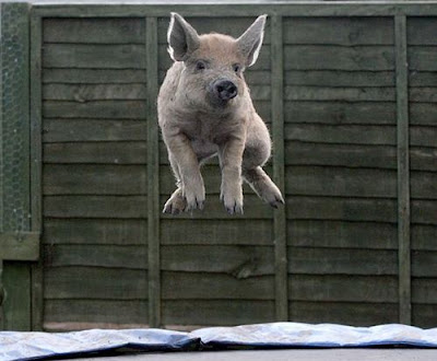 Amazing Animals Jump - Nice Pics ~ Hampix