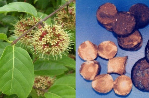 MANFAAT TUMBUHAN OBAT: Gambir Mengobati Diare atau Mencret