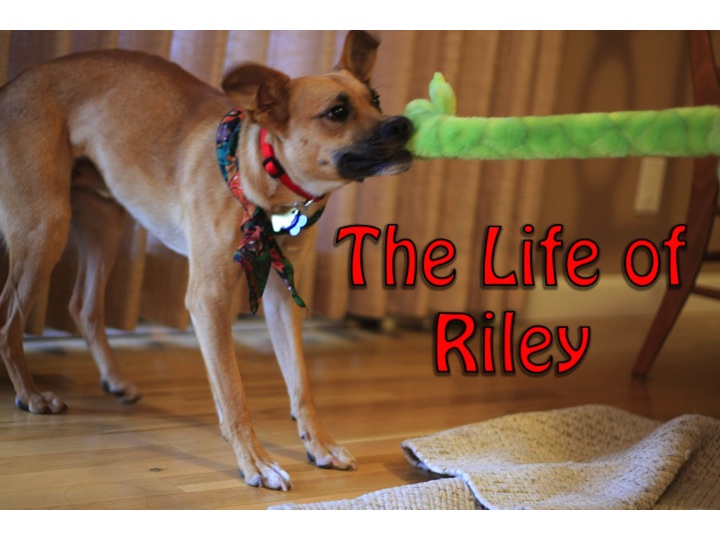 The Life of Riley