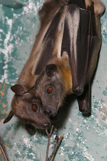 World Bird Sanctuary: "Bat"urday and Community Recycling