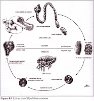 HISTOLOGY ATLAS 3D FOR MEDICAL STUDENTS.: 08/07/12